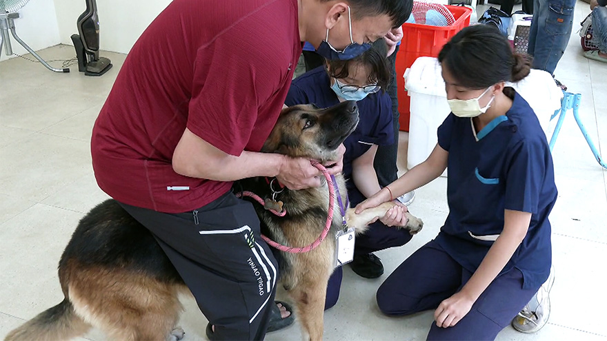遊蕩犬貓怎麼管｜TNVR如何才有效？ | 我們的島