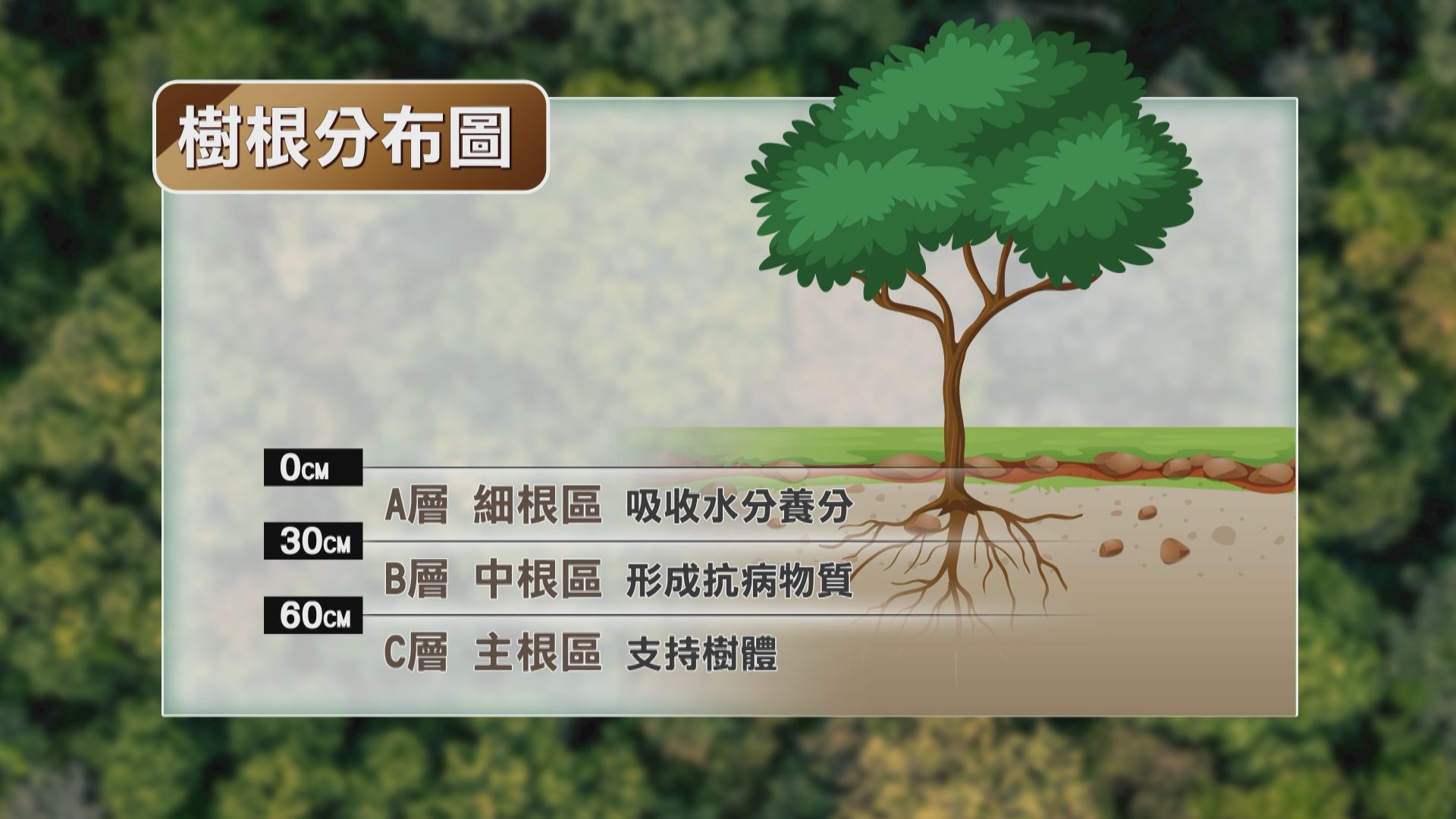 樹倒之前 | 你是否看見樹木在呼救？ | 我們的島